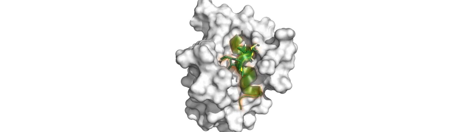 Sequence Mimetics: Cyclic & Stapled Peptides - PRISM BioLab